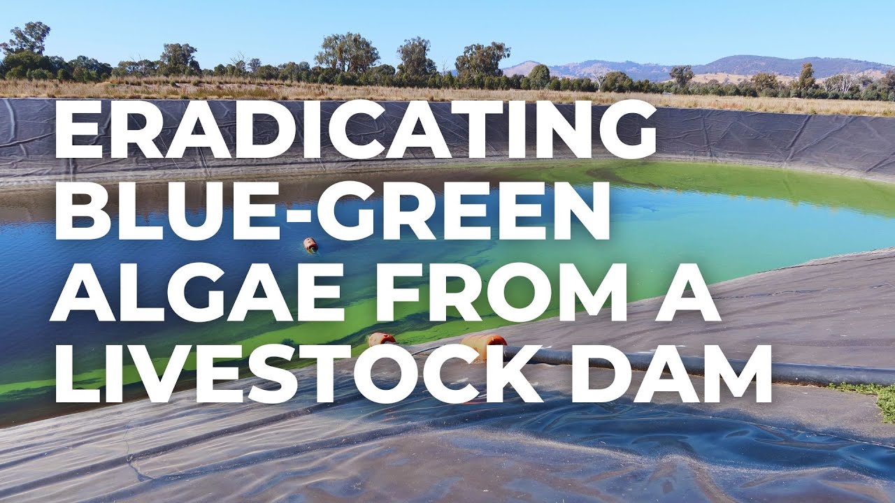 Eradicating Blue-Green Algae from a Livestock Dam - YouTube