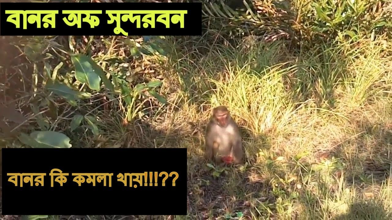 Monkey In Sundarban - YouTube