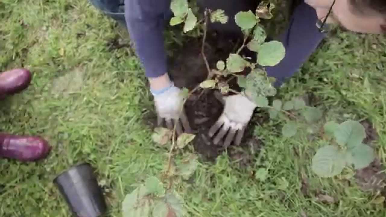Digging in at Trees for Life Wood - YouTube