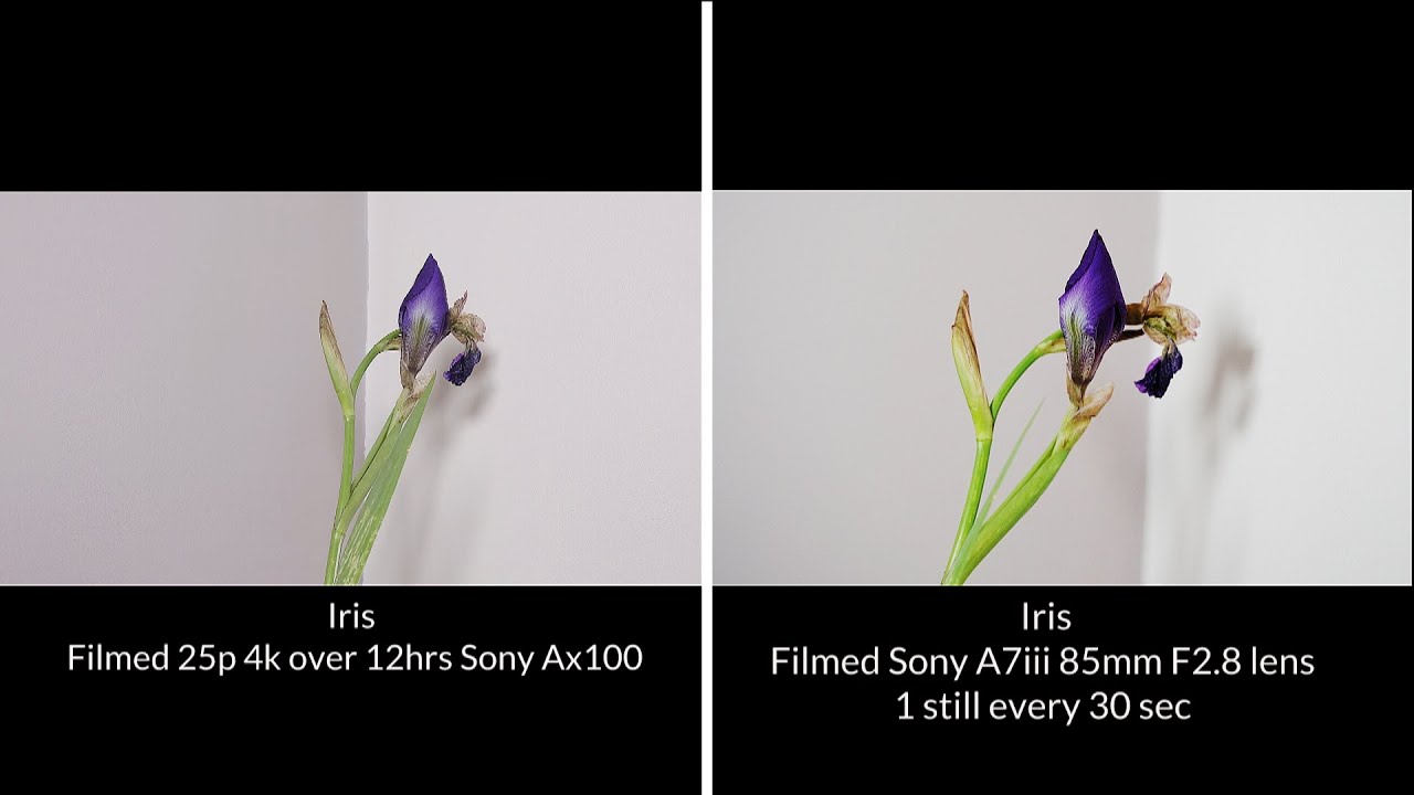 Iris Flower Bloom Timelapse from two angles - YouTube