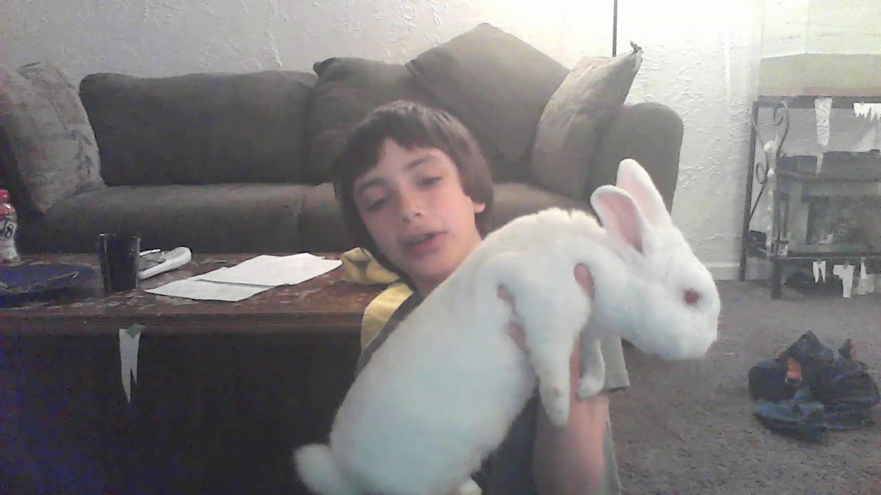 How to professionly hold a rabbit. - YouTube