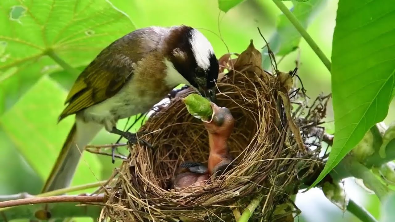 The bug caught by the mother bird is too big，🐛🐛🐛Birds can't eat - YouTube