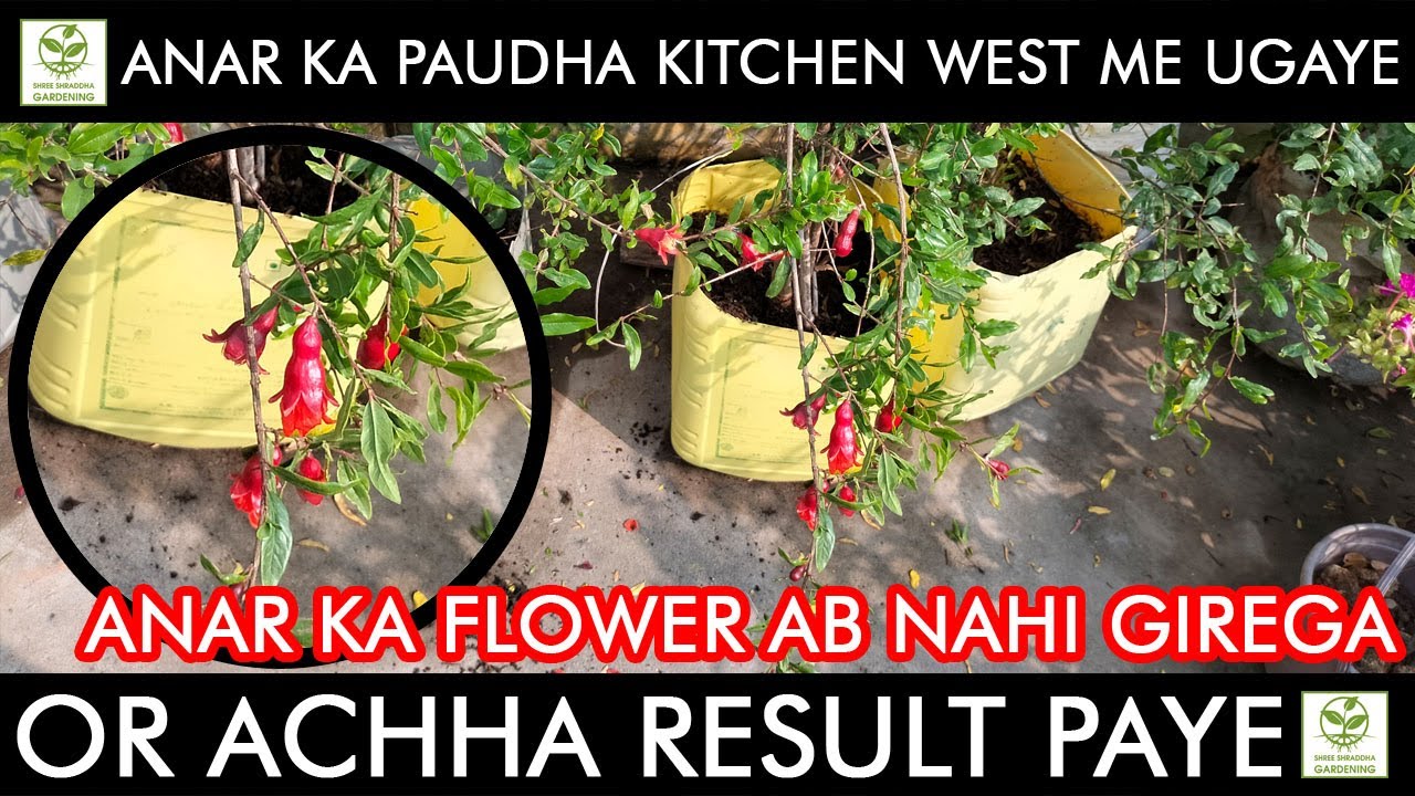 Anar ka paudha kitchen west me ugaye or achha result paye - YouTube
