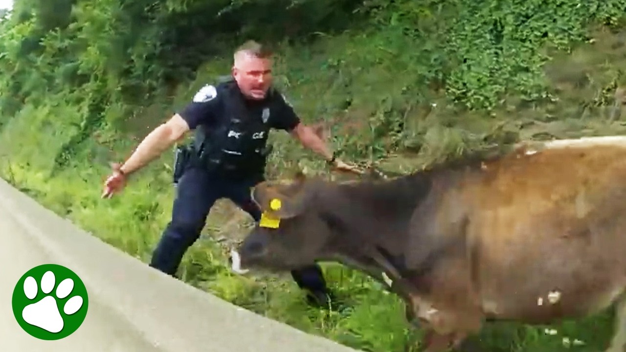 Two cops go on a wild goose chase after an escaped cow - YouTube