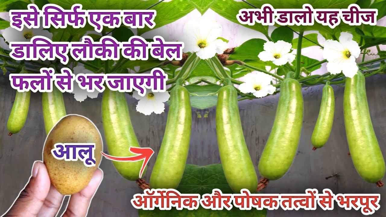 लौकी की बेल में यह चीज सिर्फ एक बार डालिए लौकी का पौधा फलों से लद जाएगा ...