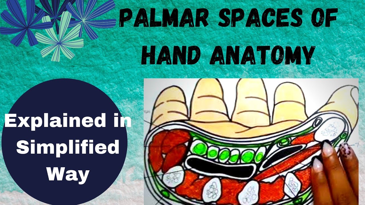 Palmar spaces of Hand | Midpalmar space | Thenar space | Upperlimb ...