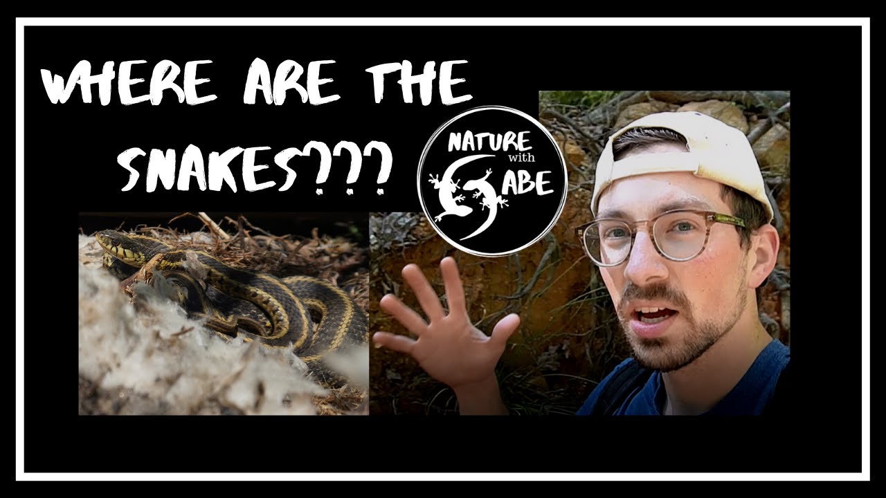 How to Find Snakes: Hiking Habitat - YouTube