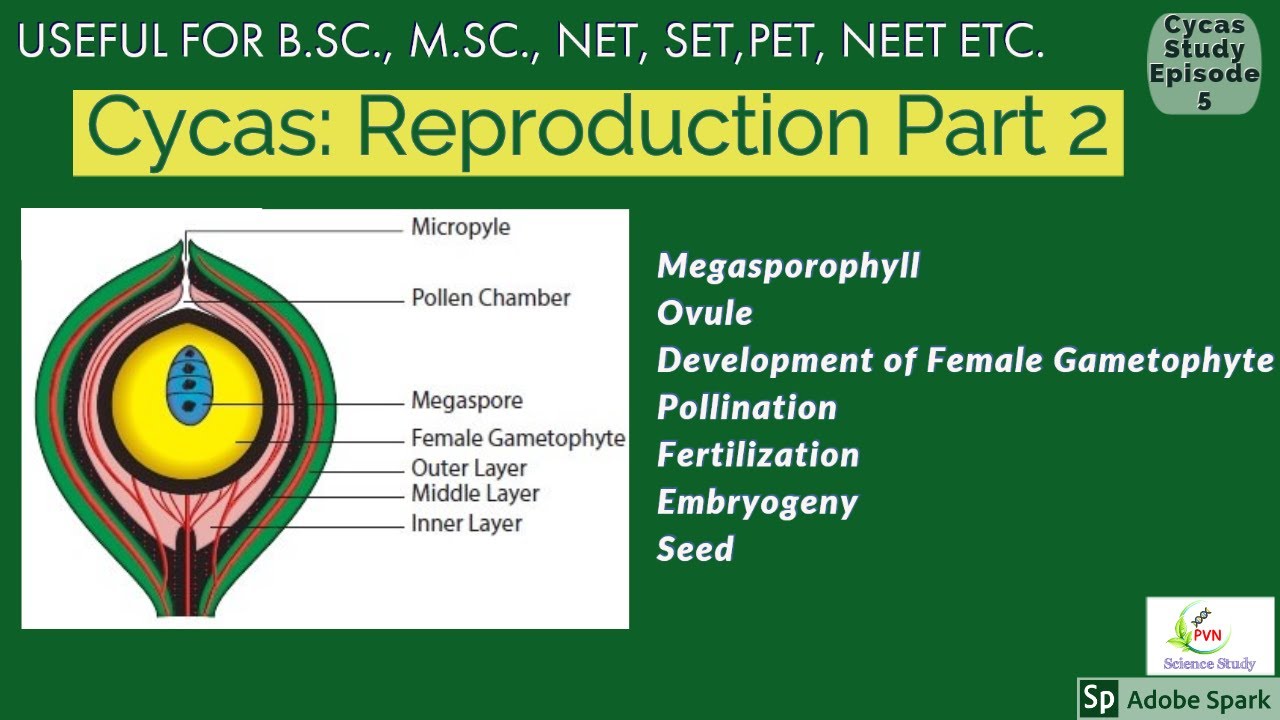 Cycas Sexual Reproduction /Megasporophyll/Cycas Ovule /Female ...