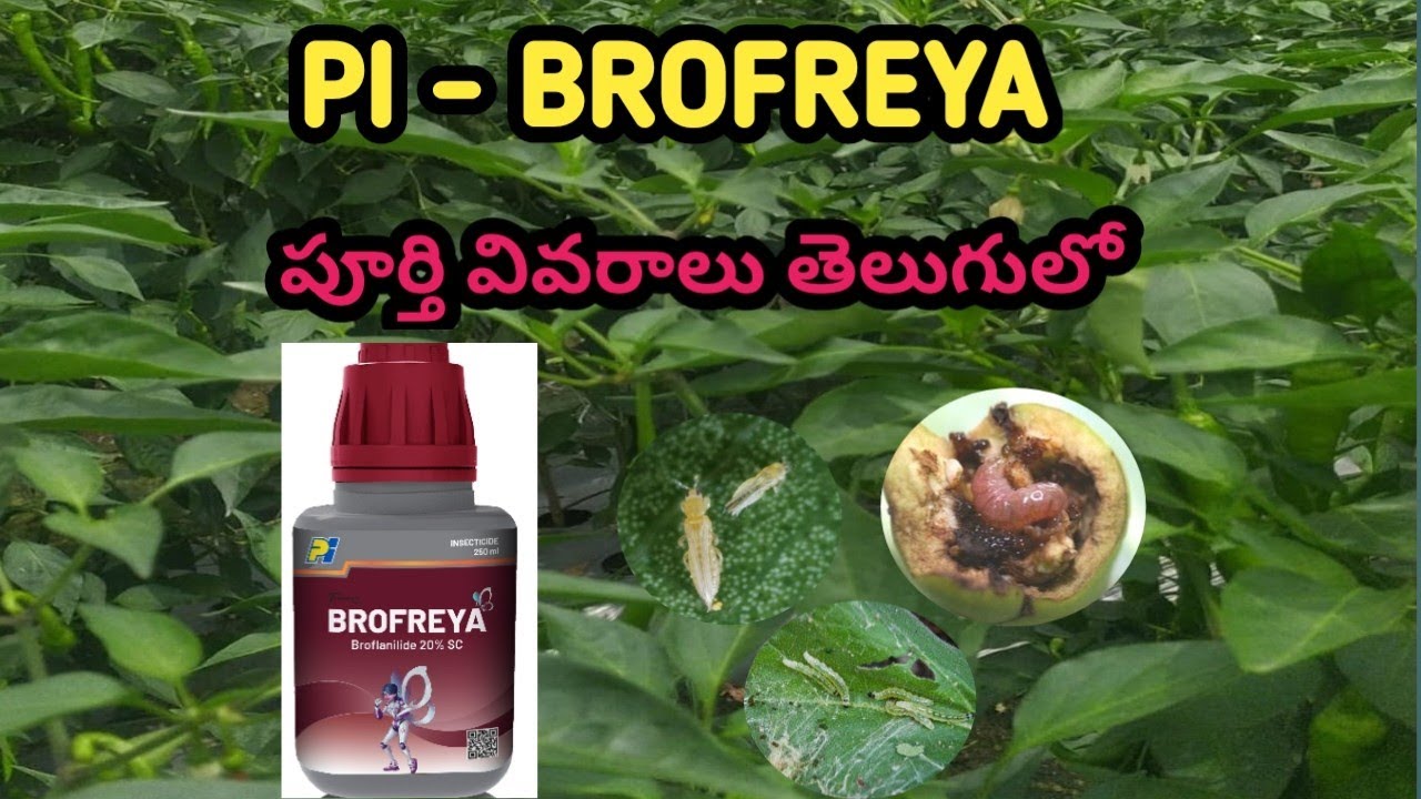 @PI BROFREYA full details in telugu బ్రాఫ్రేయ పూర్తి వివరాలు తెలుగులో ...