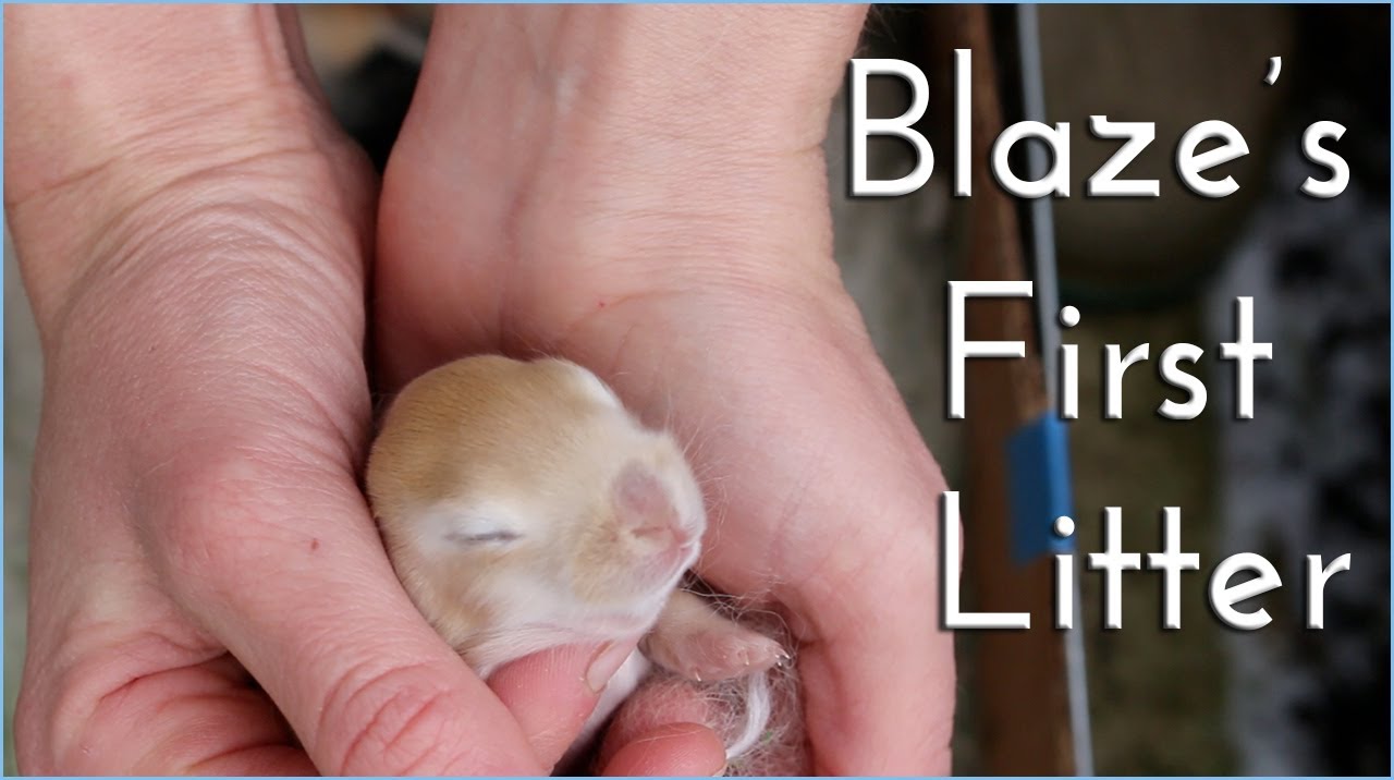 Backyard Rabbitry: Blaze's first litter. - YouTube