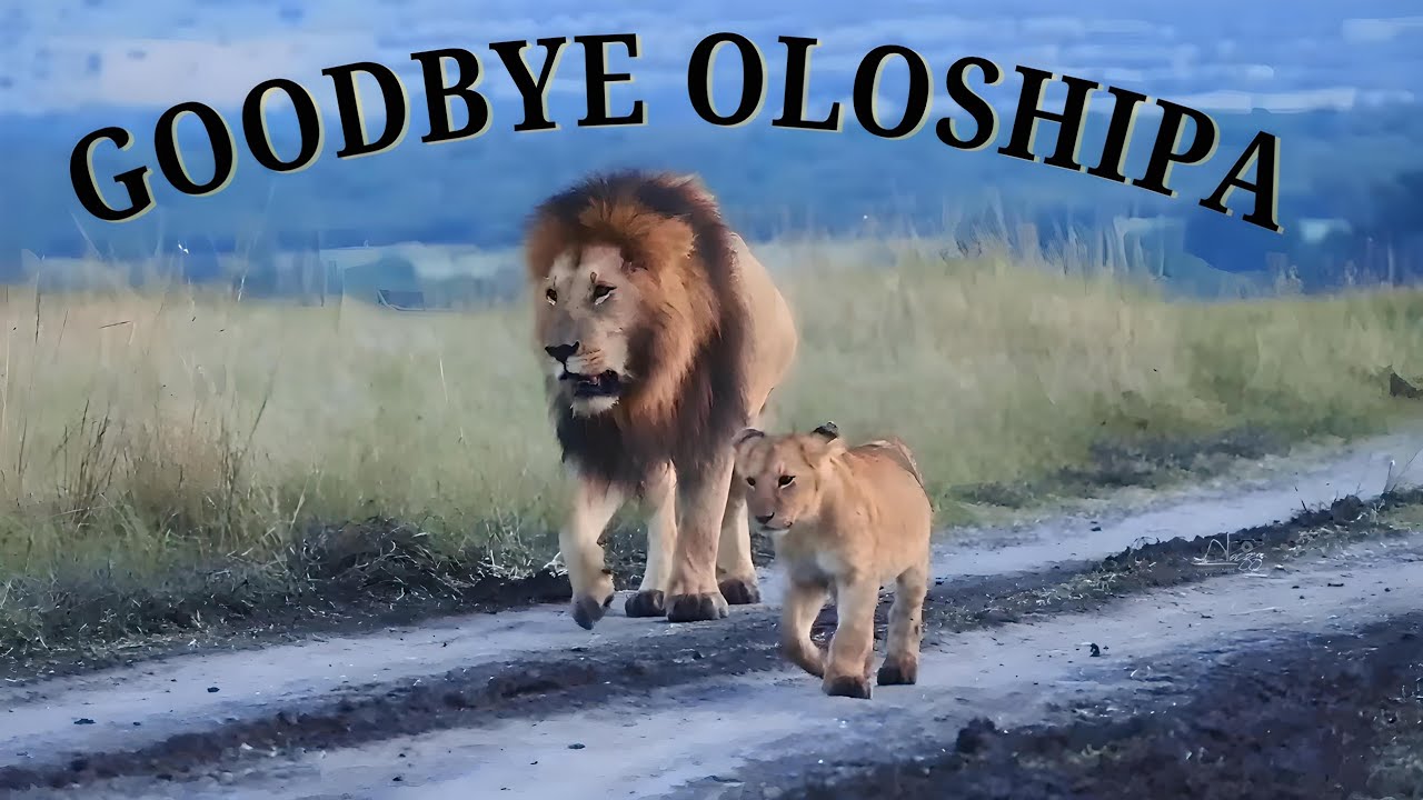 Goodbye Oloshipa Black Rock Male Lion | Masai Mara - YouTube