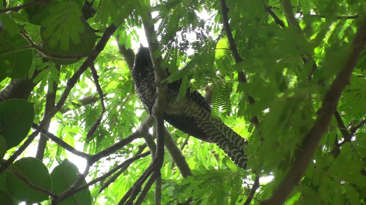 Indian cuckoo Vishupakshi - YouTube
