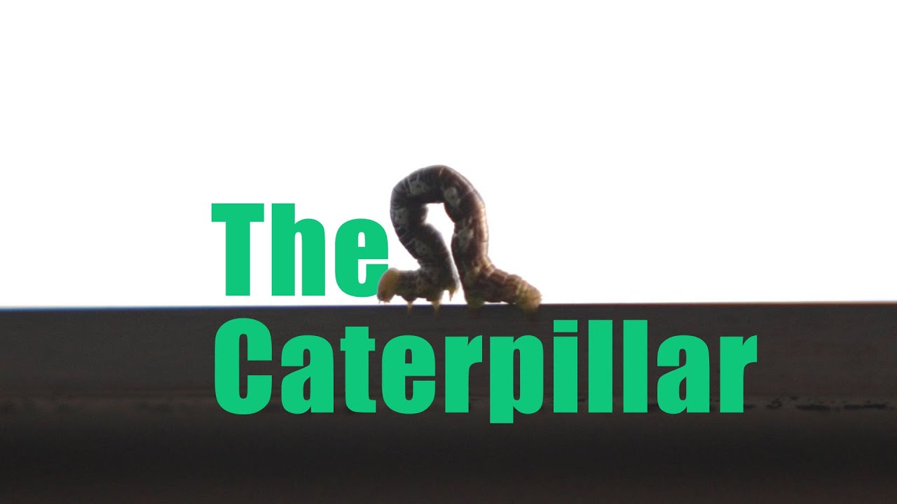 Caterpillar Walking | Nature | Insects - YouTube