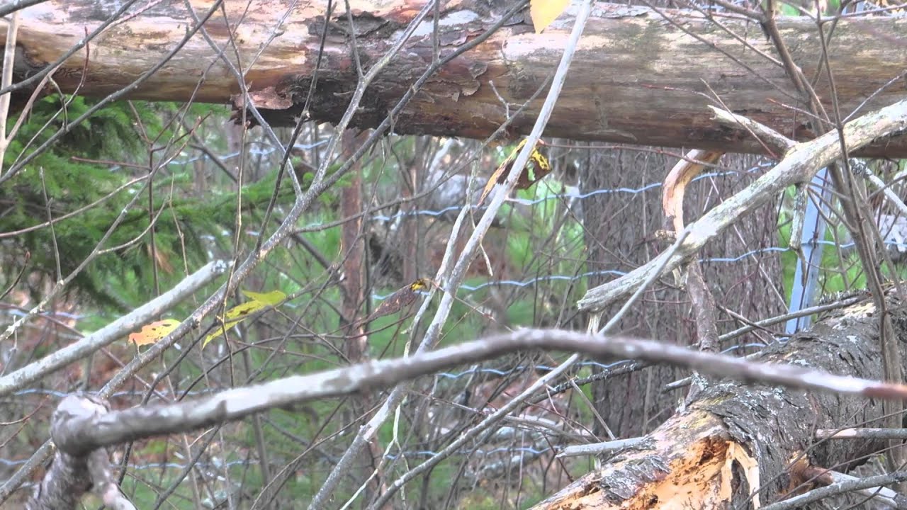 Scatter-hoarding Chickadee - YouTube