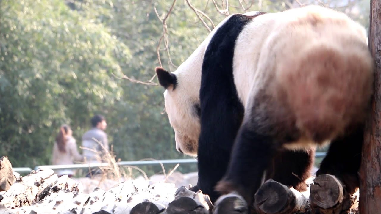 EOS 70D 18-135mm STM All-i 1920x1080 footages test orpheus_c panda ...