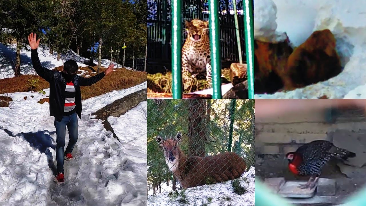Kufri Zoo: Once again | Kufri | Shimla | Himachal Tourism | Vlog 2022 ...