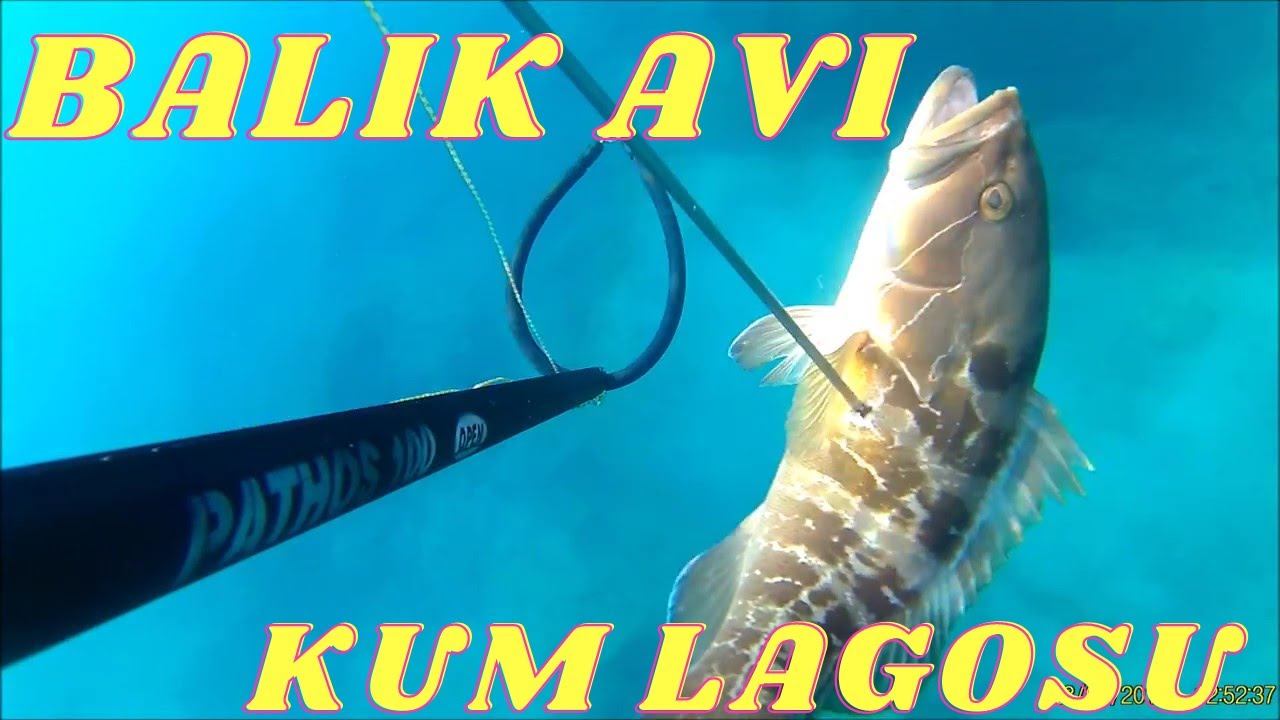BEYAZ ORFOZ (KUM LAHOZU) ZIPKINLA BALIK AVI KIBRIS - WHITE GROUPER ...