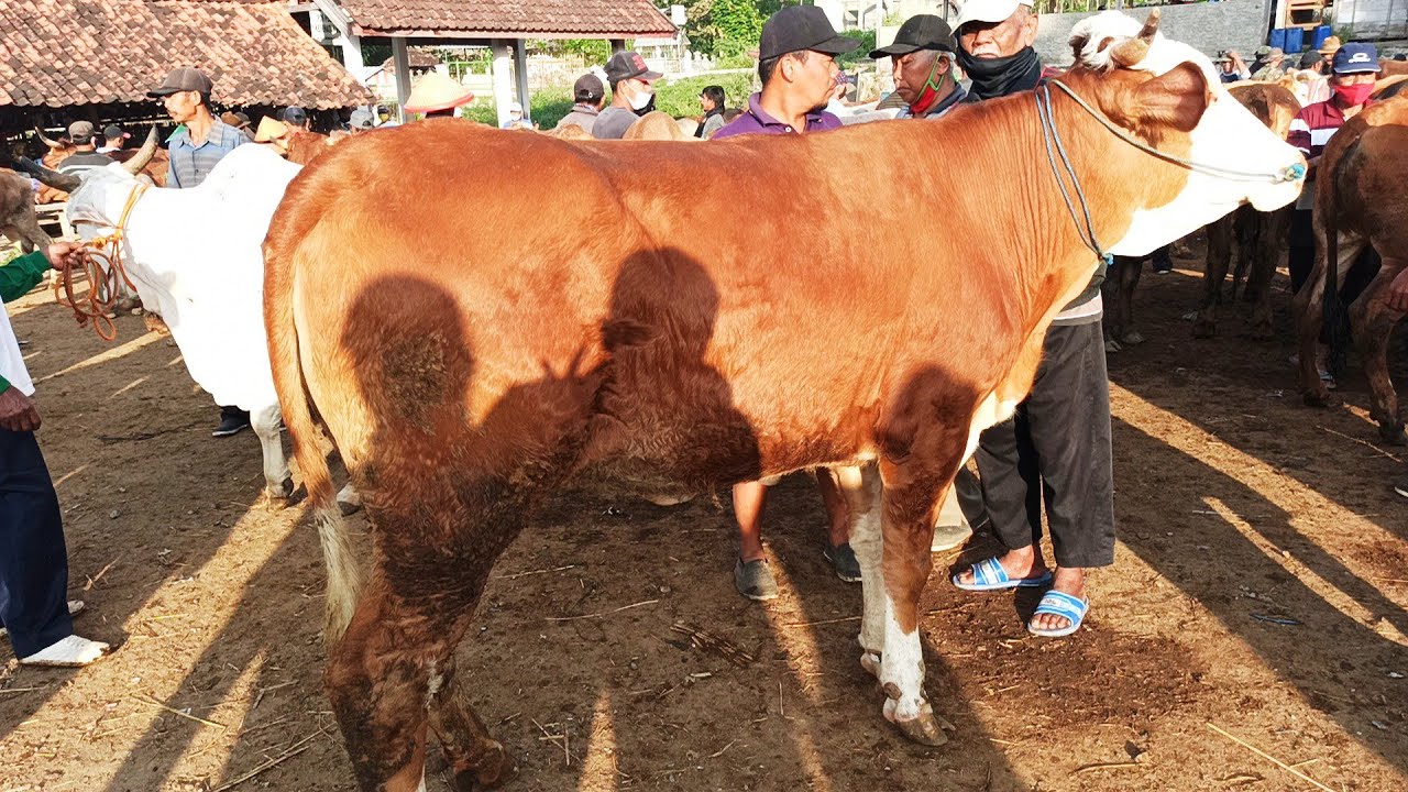 Sapi Doro Dan Indukan Murah Di Pasar Hewan Sapi Purwantoro Wonogiri ...
