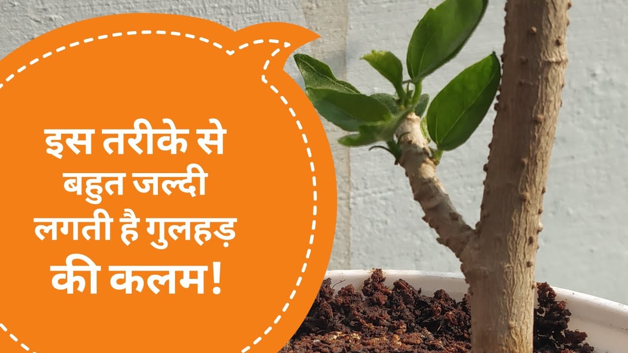 गुड़हल की कलम लगाने का आसान और सफल तरीका gudhal ki cutting kaise Grow ...