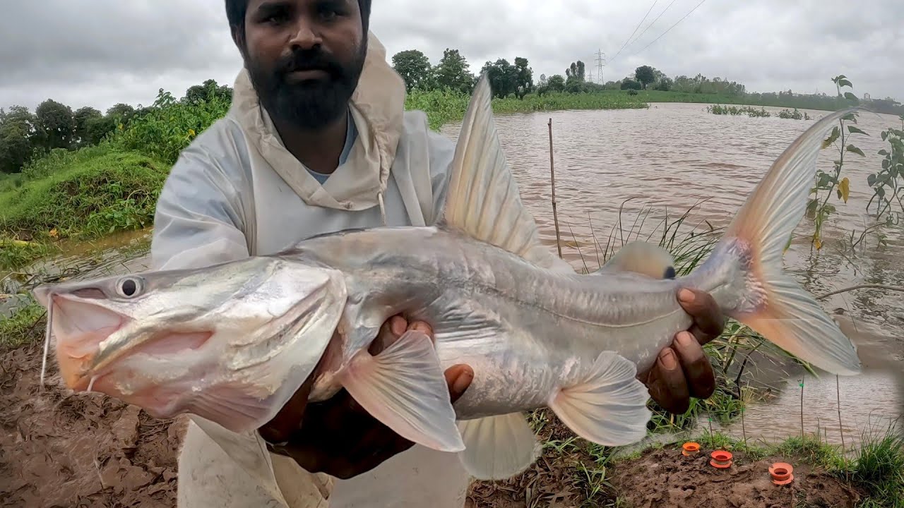गांडूळ गळाला लाउन पकडले मोठे मासे आणि बनवली रेसेपी, kolhapur river fish ...