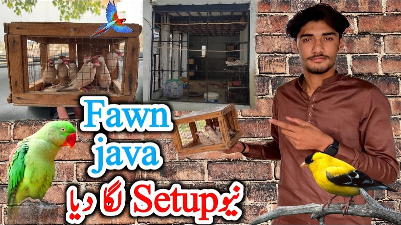 Fawn java ka new setup laga diya☺️ Alhamduillah ️a4aviary finches setup ...