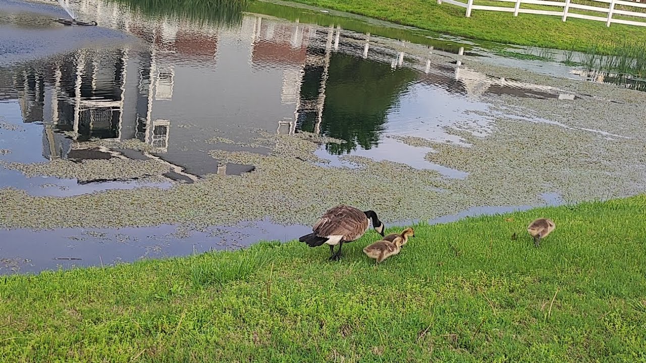 Ducks Quack Quack - YouTube