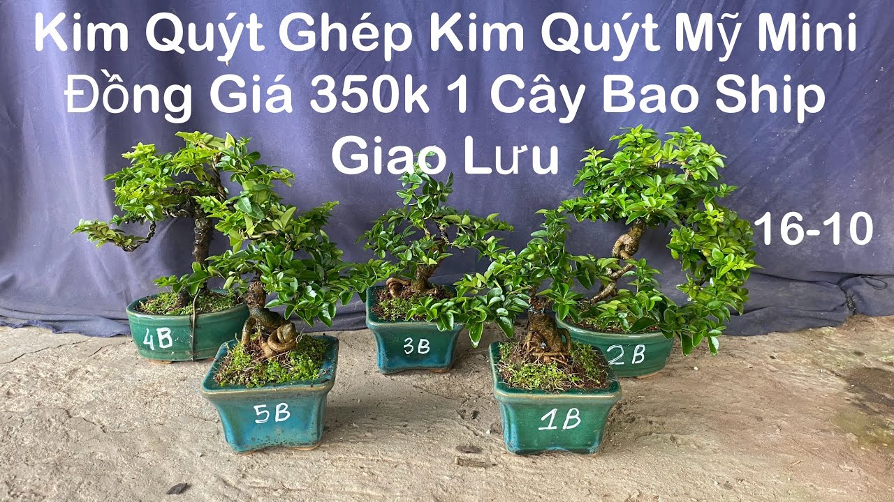 Kim Quýt Ghép Kim Quýt Mỹ Mini Đồng Giá 350k 1 Cây Bao Ship Giao Lưu ...