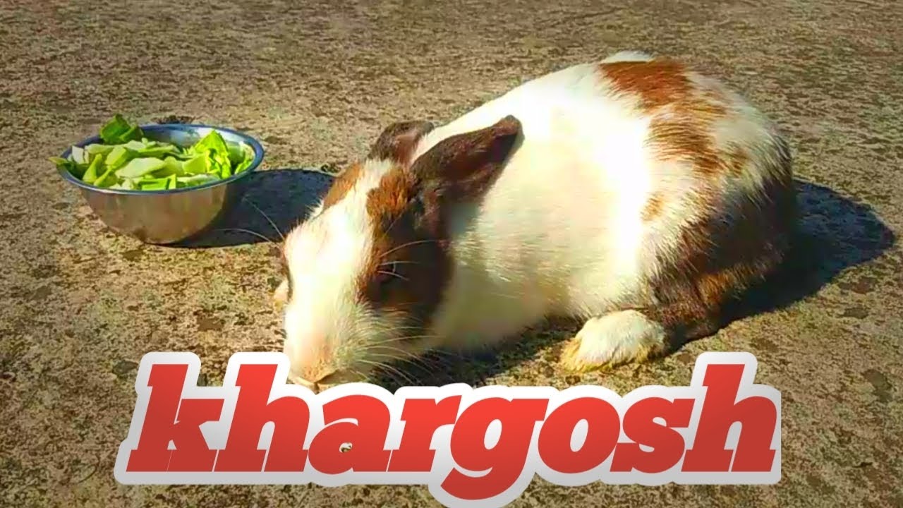 khargosh #khargosh - YouTube