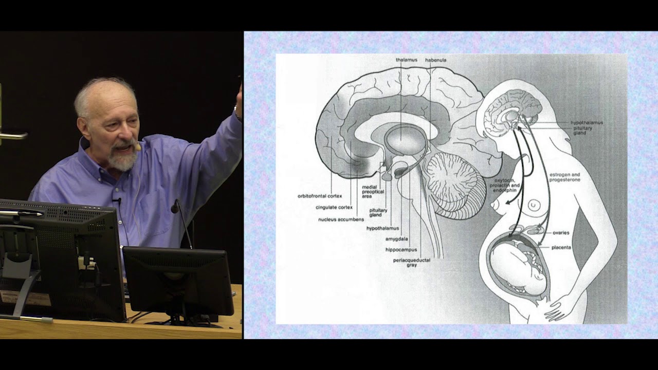 Allan Schore: A critical period for shaping our emotinal selves and ...