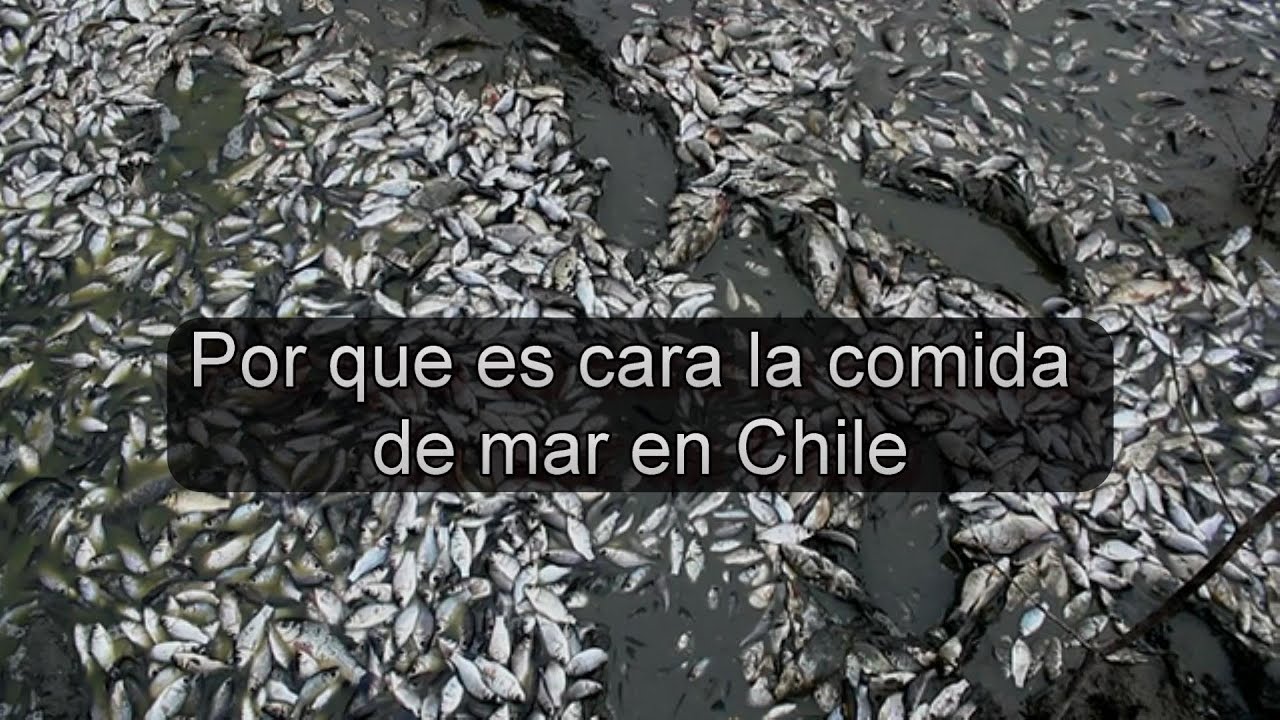 Por que es cara la comida de mar en Chile - YouTube