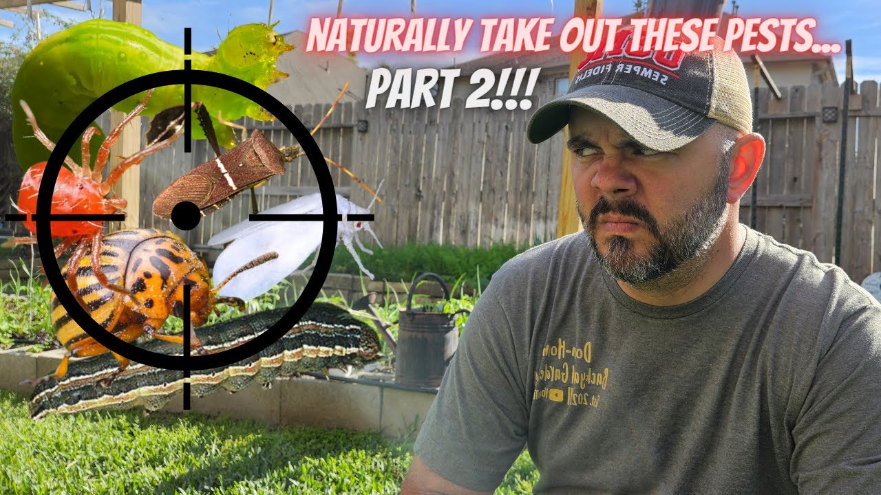 Part 2, Plant These Crops to Attract Natural Predators to Common Garden ...