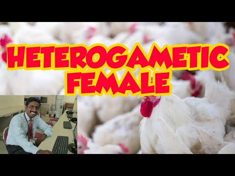 HETEROGAMETIC FEMALE | TAMIL | HOMOGAMETIC MALE | |STD 12 | LESSON 4 ...