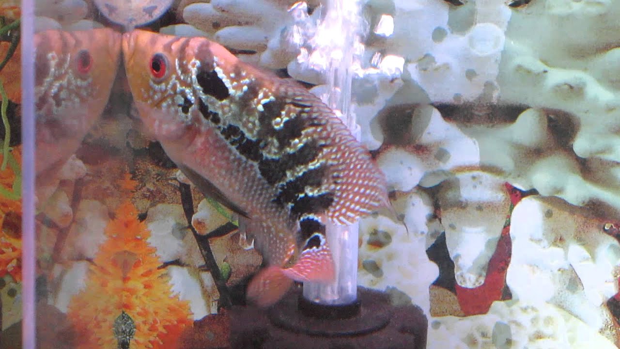 3" DOUBLE ROW KAMFA FEMALE FLOWERHORN - YouTube