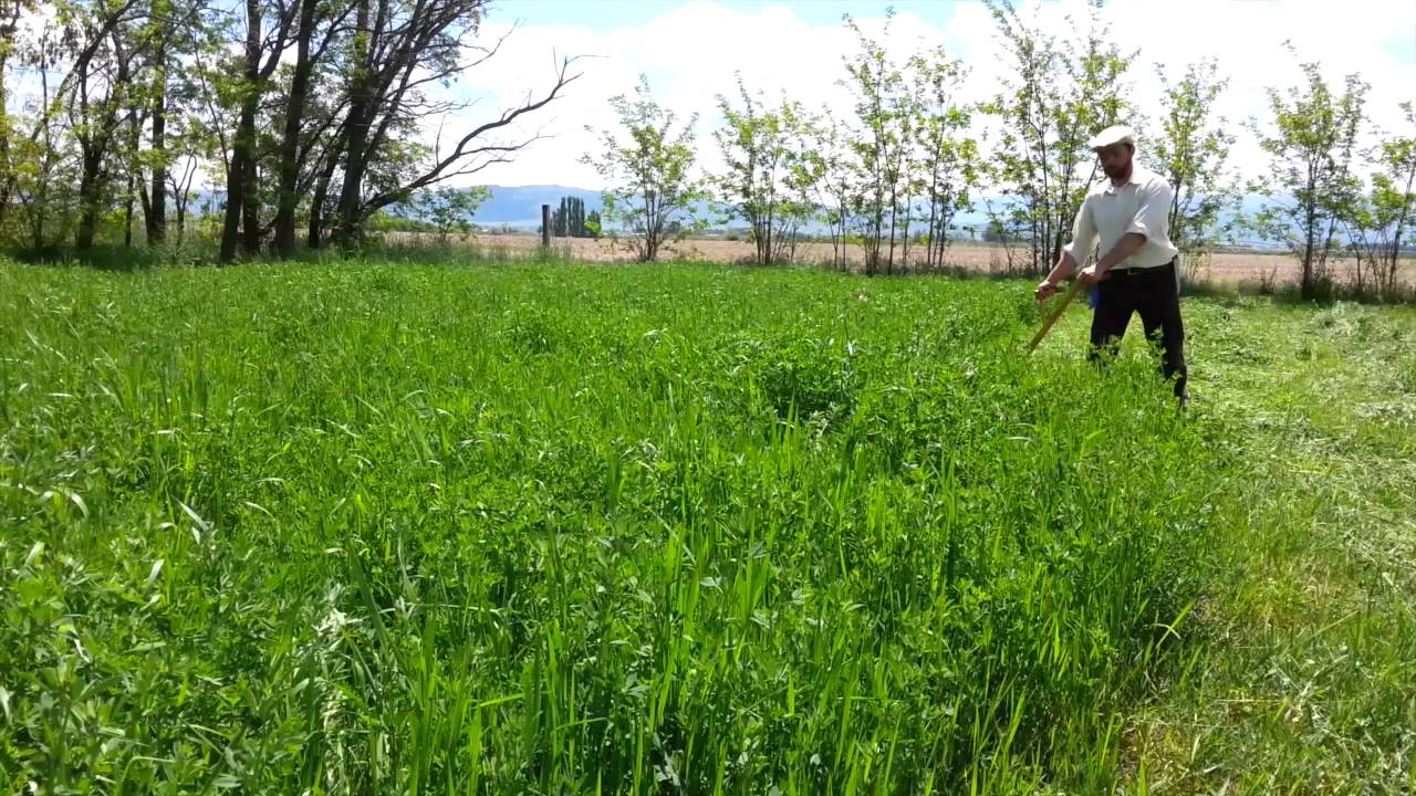 (Long Version) Mowing Hay With a Scythe - YouTube