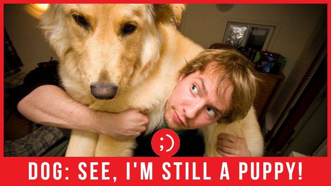 Try Not To Laugh At These HUGE Dogs That Still Think They Are Puppies ...
