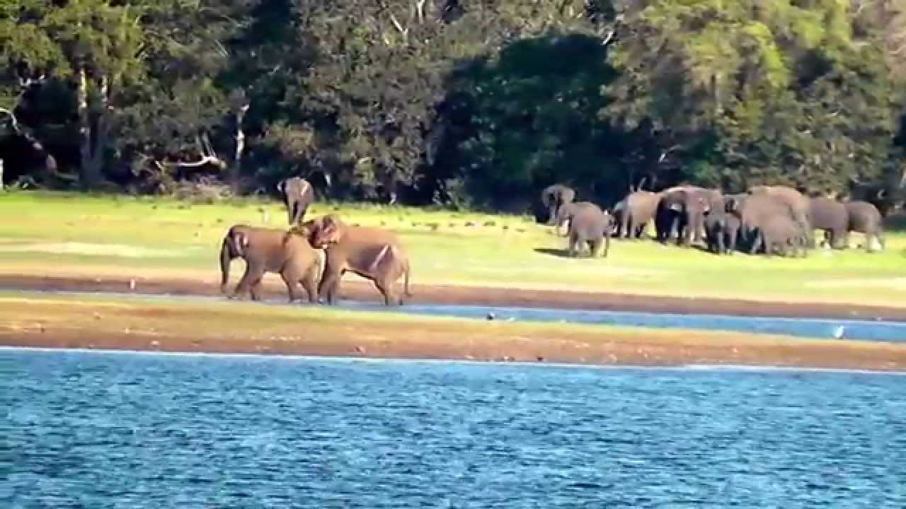 Elephants across the Kala Wewa Lake in Sri Lanka - YouTube