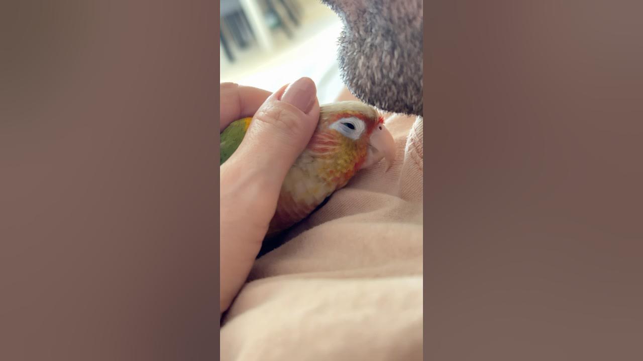 On dads chest, under moms cuddle #parrot #love #birds #cuddle #babylola #conure #rarebird - YouTube