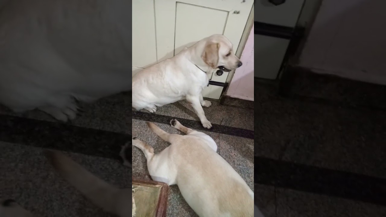 #cute Labrador #retriever Mona Ruby #Sona Tom night resting# short video 🥰🔥🤗🦮🦮🦮 - YouTube
