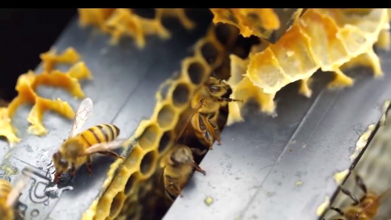 Salviamo le api - YouTube