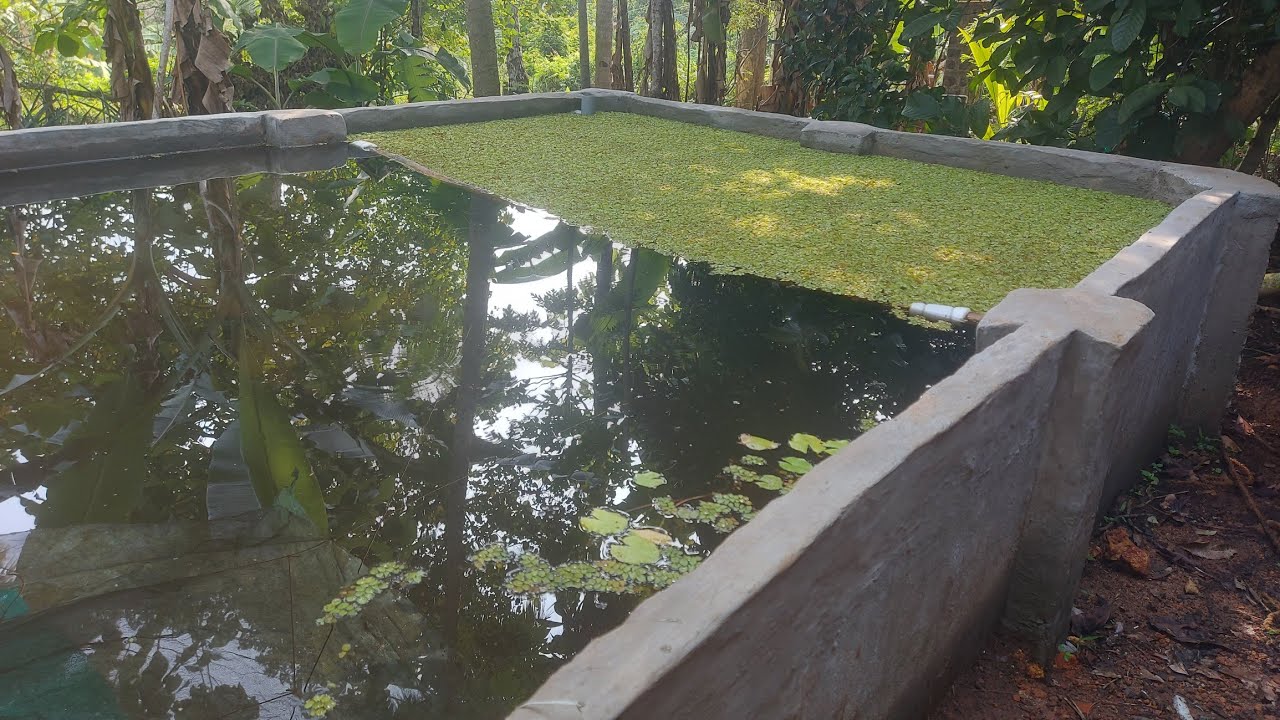 Fish tank making with cement and concrete at home for fish farming ...