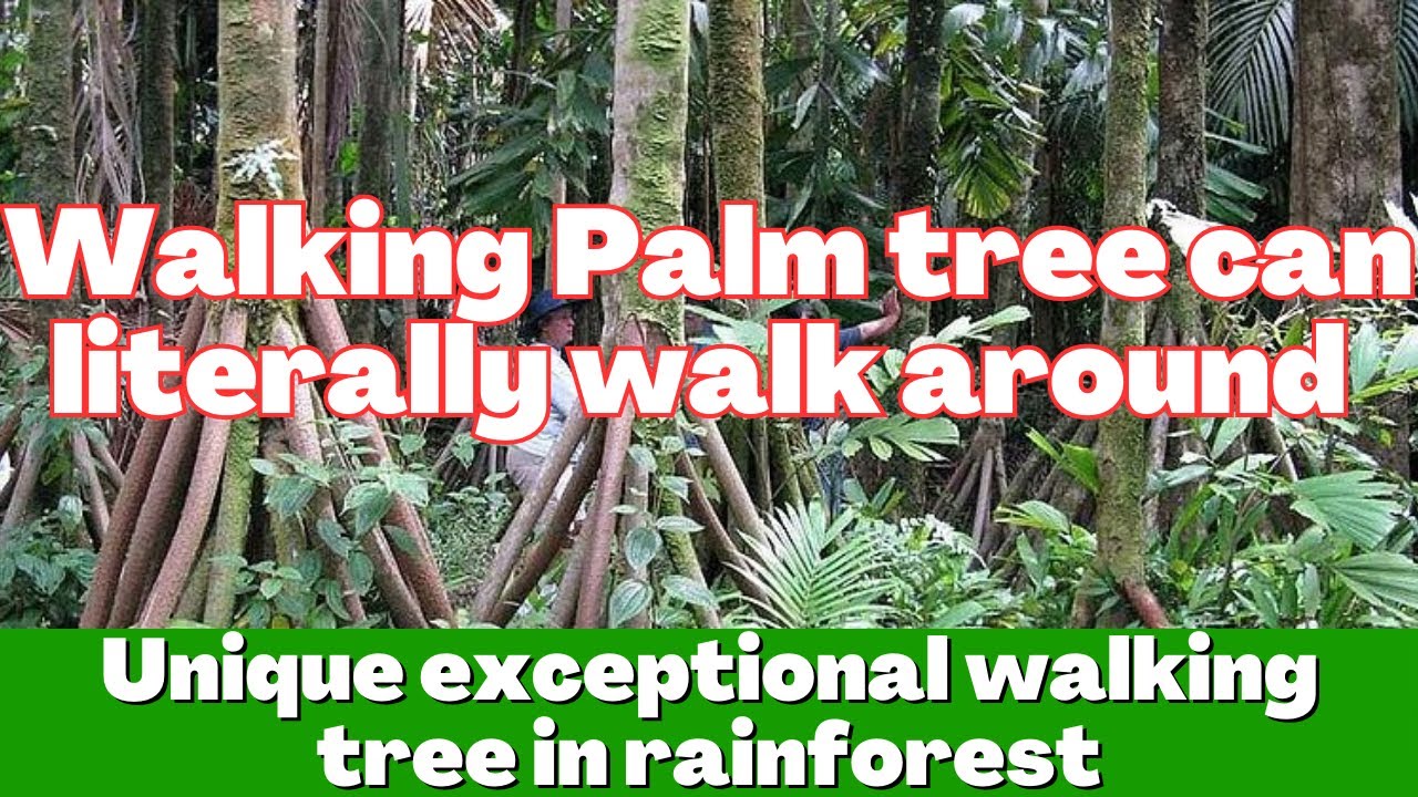Walking Palm tree can literally walk around | Unique exceptional ...