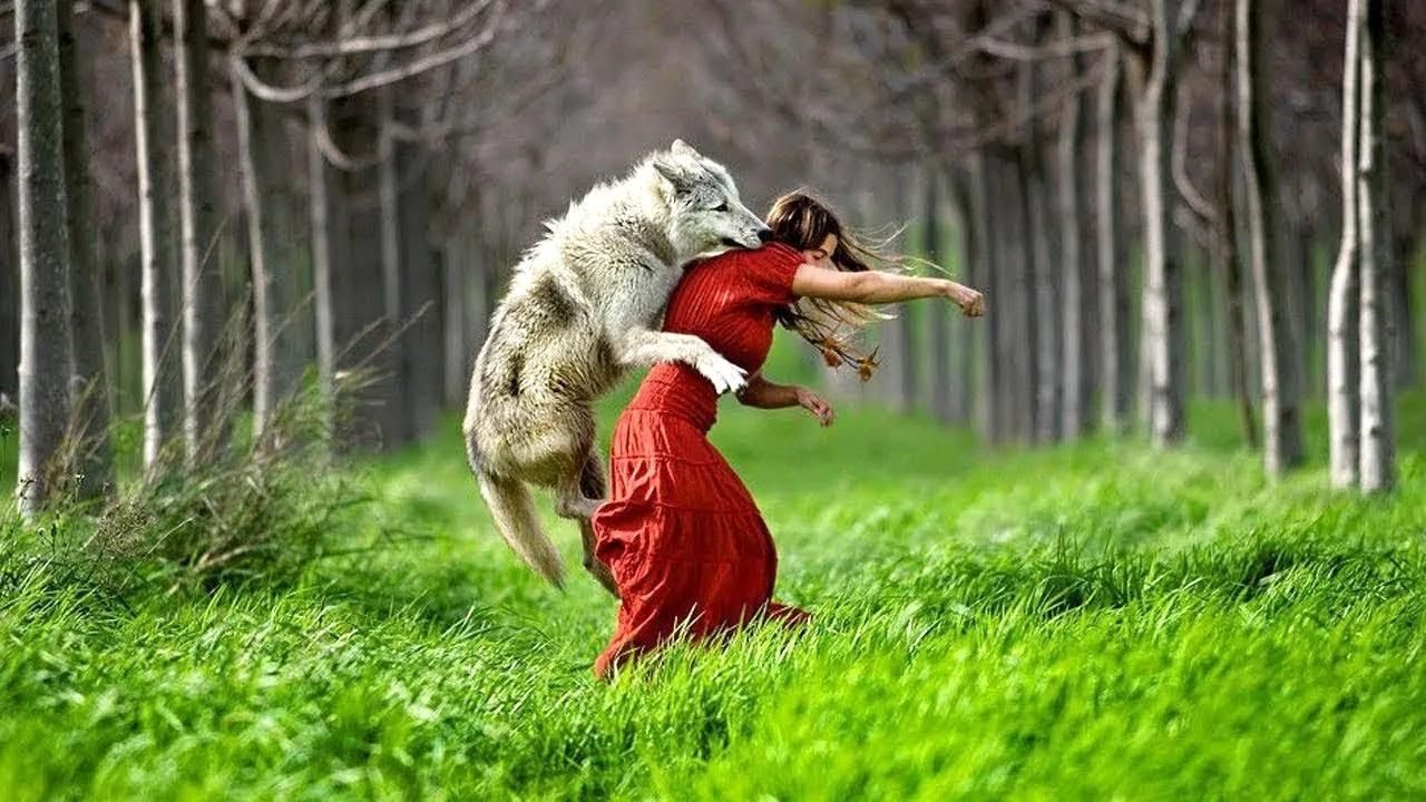 Der Wolf Griff die Frau an - Der Grund dafür wird dich stolz auf ihn ...