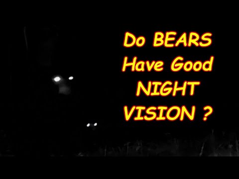 Do BLACK BEARS Have Good NIGHT VISION? Do They SEE in the DARK? - YouTube