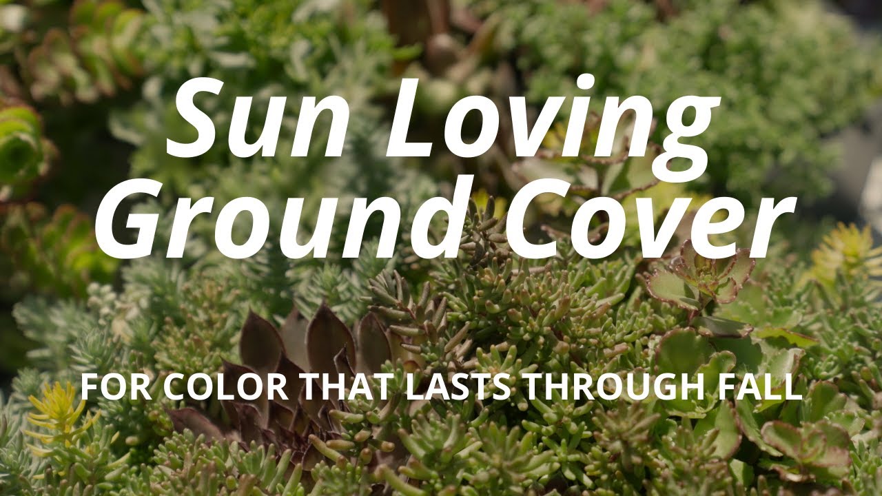 Sun-Loving Ground Cover - for Color That Lasts Through Fall - YouTube