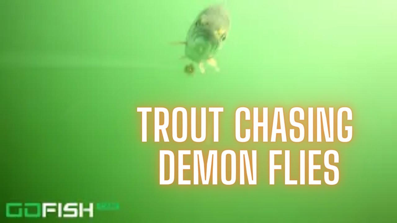 Demon Flies Underwater Review - Rainbow Trout Fishing - YouTube