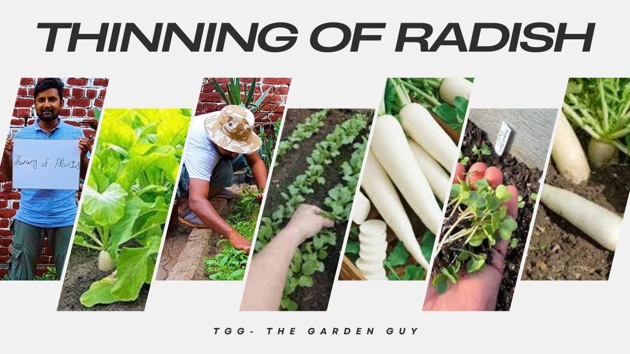 Thinning of Radish plants. Kitchen garden. Part 2 - YouTube