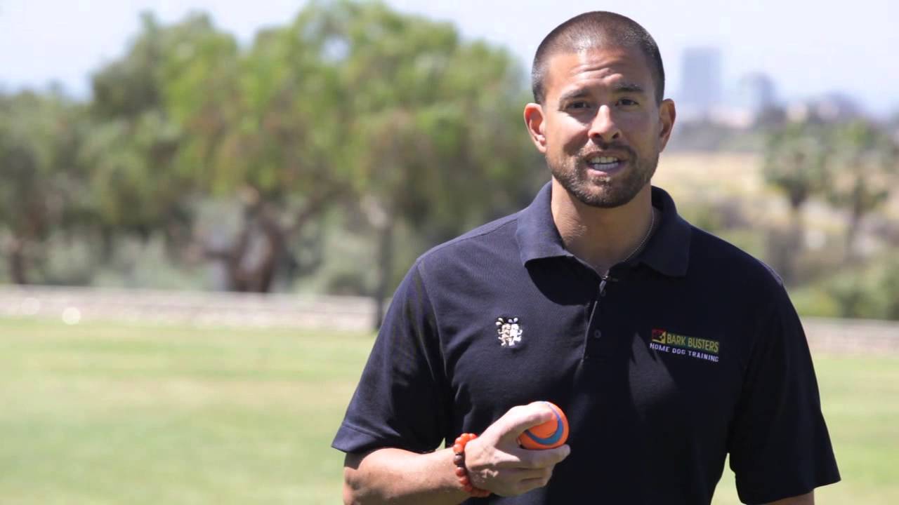 The Best Fetch Balls for Dogs : Dog Training & Behavior - YouTube