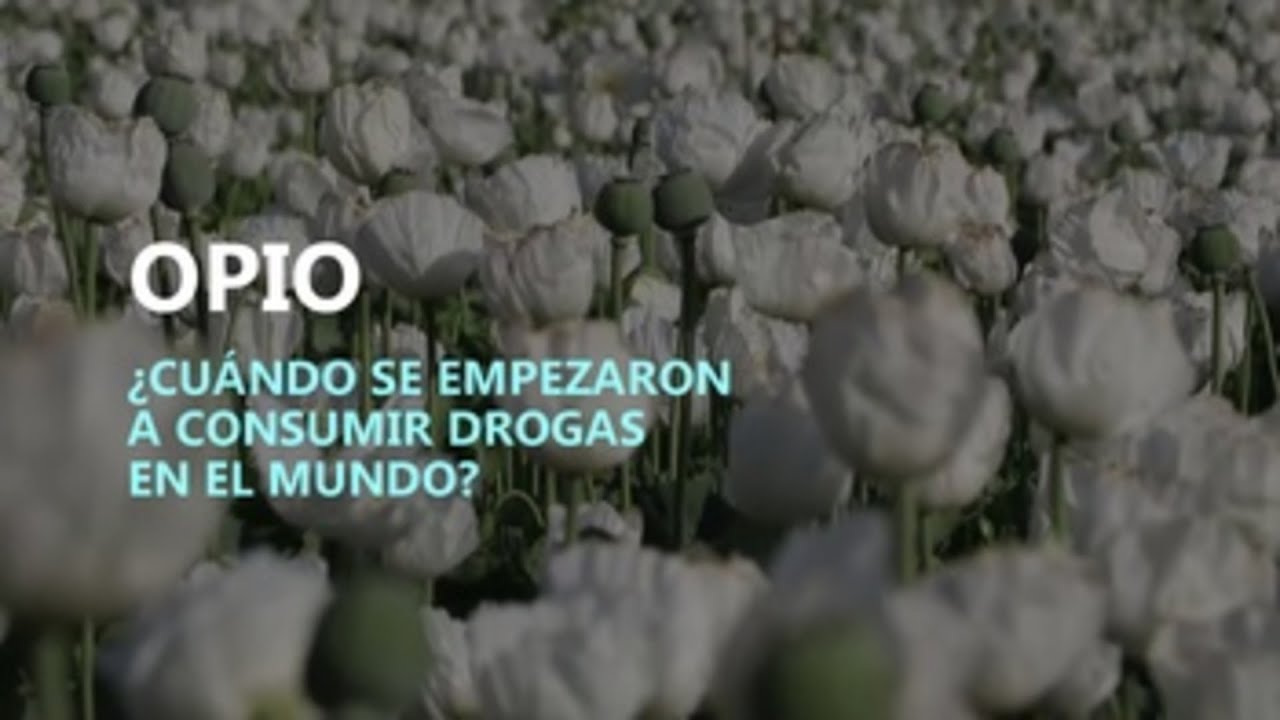 Arqueólogos hallan en Israel la primera prueba del uso de opio en el ...