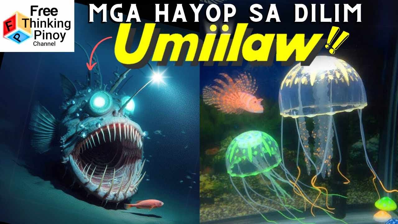 Umiilaw sa DEEP SEA | Mga Hayop na may BIOLUMINESCENCE - YouTube