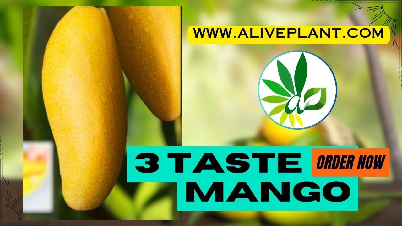3 TASTE MANGO || HOW TO IDENTIFY THIS MANGO || ORDER NOW - WWW ...